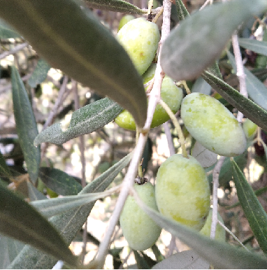 Holive extra virgin olive oil from Israel – HoliveOil